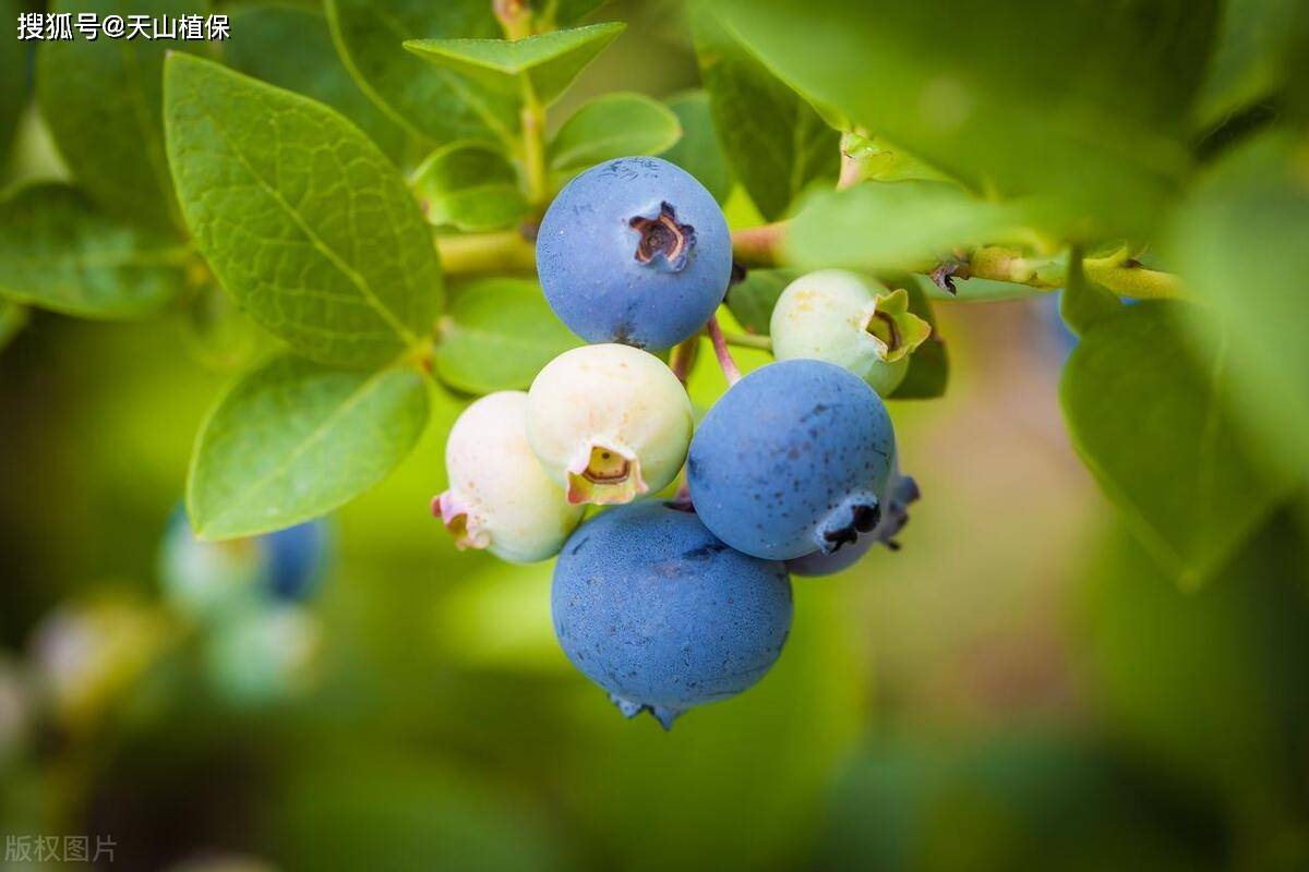 蓝莓L25品种缺点和优点_种植_市场_土壤