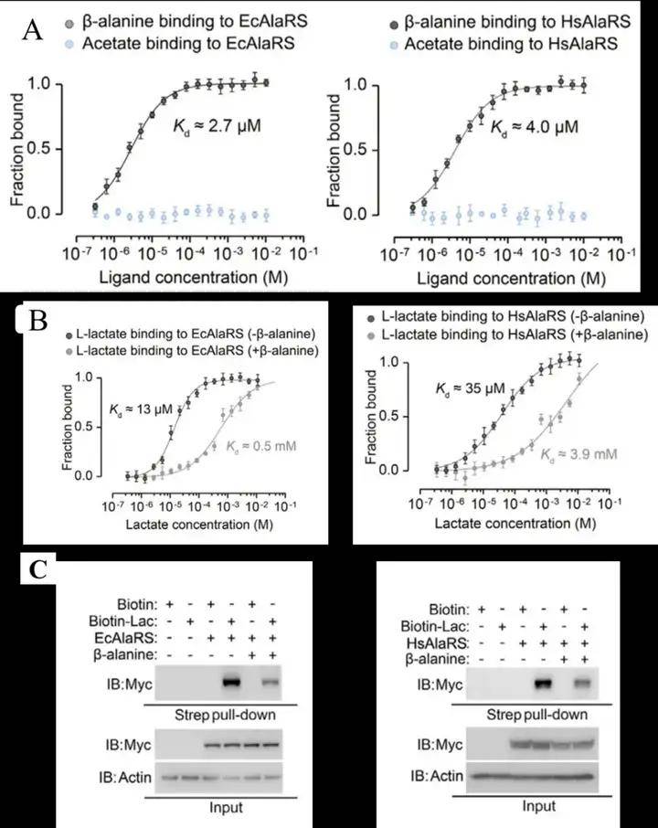 药物研究专题七：MST、SPR、ITC 技术在小分子与蛋白互作研究中的应用_EcAlaRS_乳酸_HsAlaRS