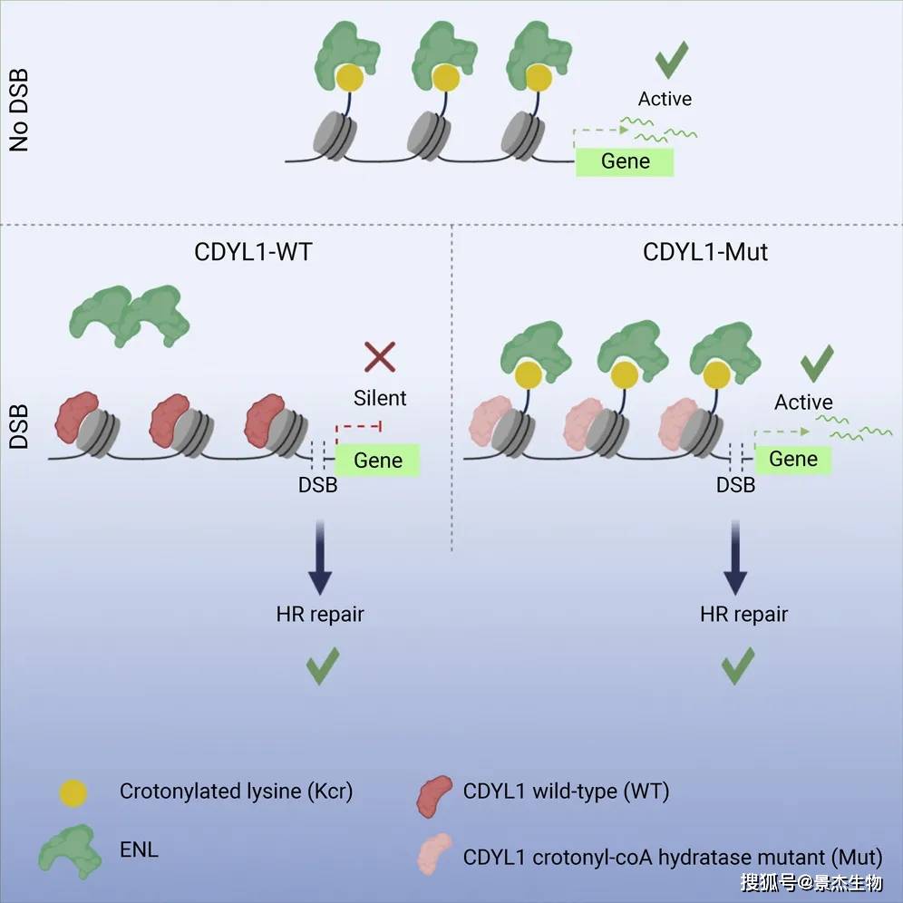 新型修饰大揭秘 ① | 善于抢头条的修饰：巴豆酰化_研究_代谢_调控