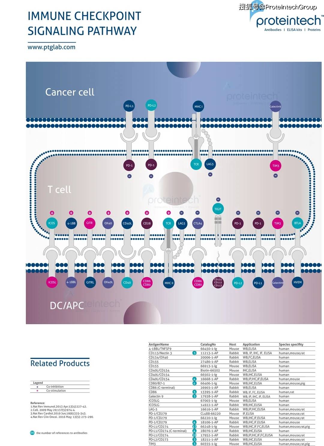 56条信号通路海报合订版，赶紧收藏！（含标志物、激活/抑制剂）_Pathway_Cell_stem