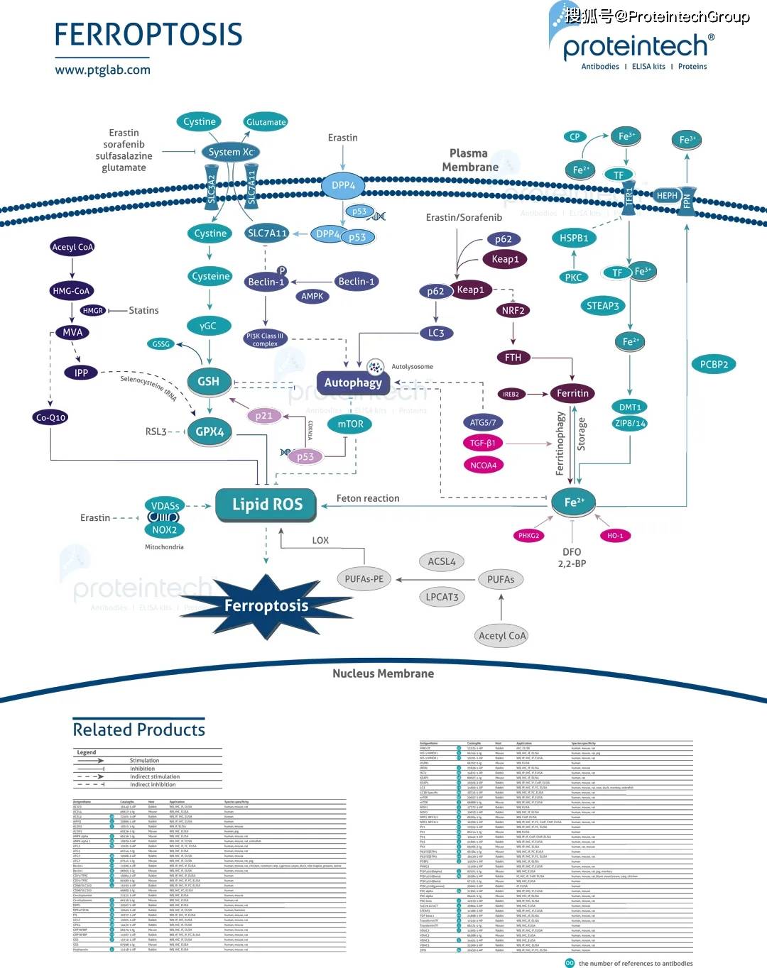 56条信号通路海报合订版，赶紧收藏！（含标志物、激活/抑制剂）_Pathway_Cell_stem