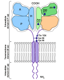 转铁蛋白受体TFR1（TFRC）铁稳态关键成员，贫血神经退行性疾病、癌症新锐靶点_细胞_调控_调节