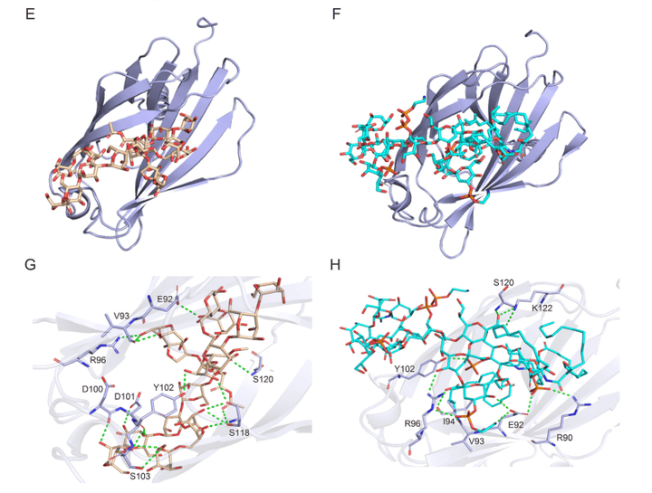 脂多糖（LPS）与蛋白亲和力测定的几种方法：SPR、ITC、BLI、MST_细胞壁_细菌_一定量