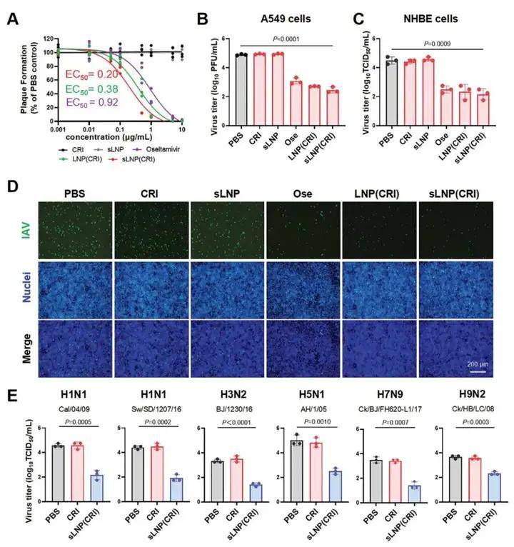 Adv Sci | 效果远超奥司他韦！中国农大开发SCSD增强CRISPR/Cas13d抗流感病毒疗效_crRNAs_细胞_研究