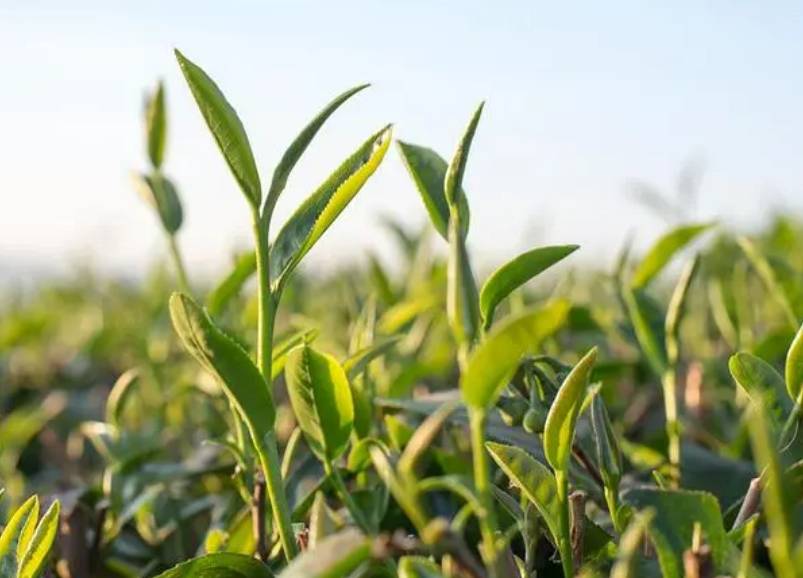 茶文化对中国传统节庆习俗的塑造-搜狐大视野-搜狐新闻