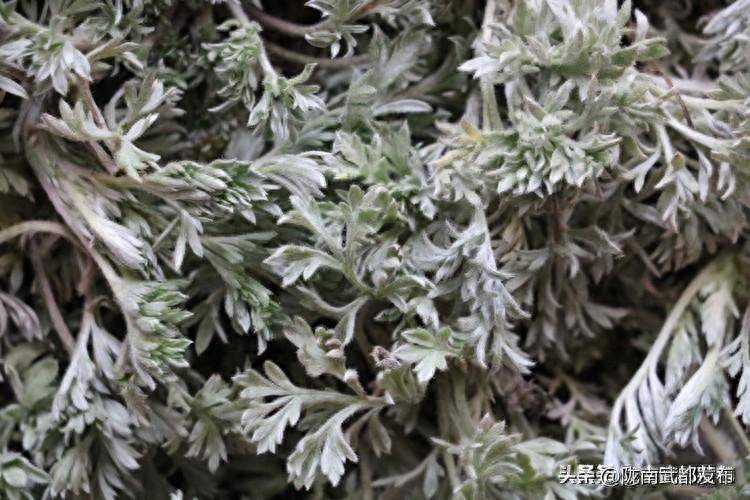 春天使劲吃白蒿，一清热、二解毒、三养肝，教你简单做法，别不懂_野菜_进行_蒿子