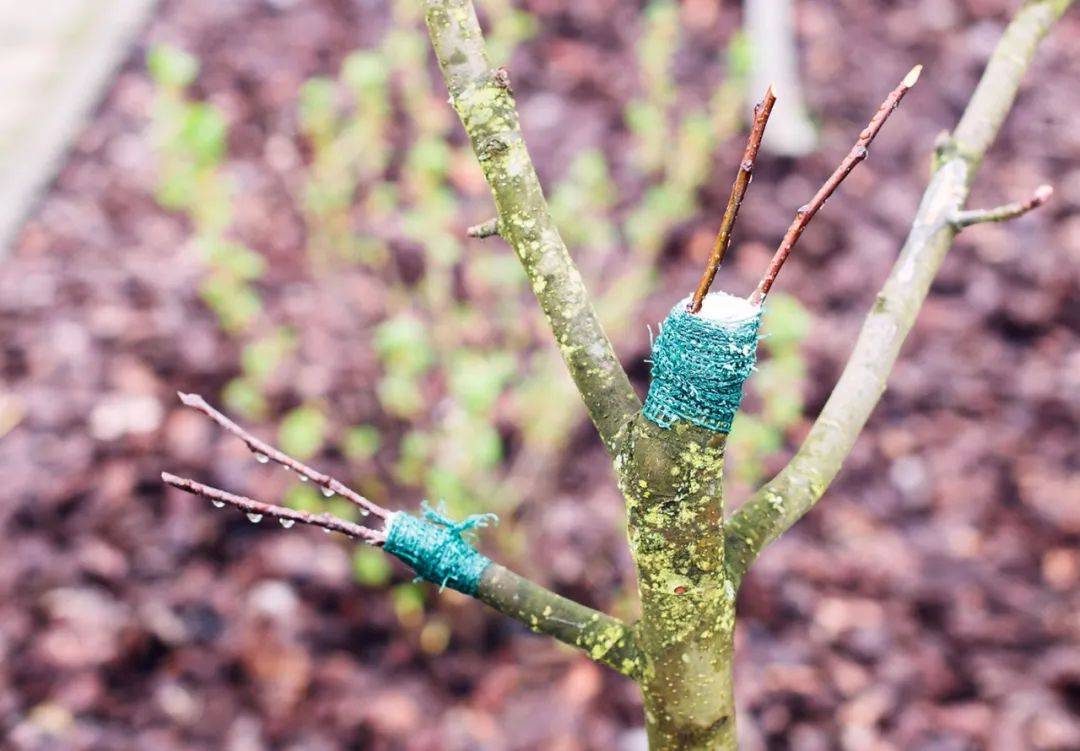 你知道“进退维谷”英语怎么说吗？_cleft_They_stick