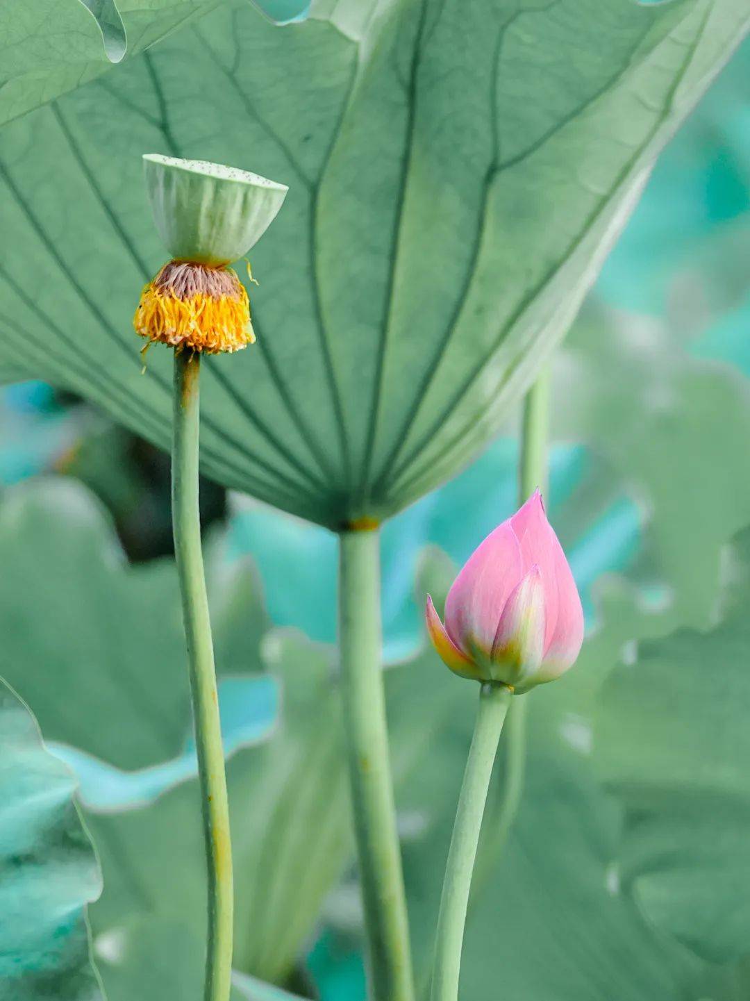 节气 | 小暑：倏忽温风至，因循小暑来_文化_天气_民间