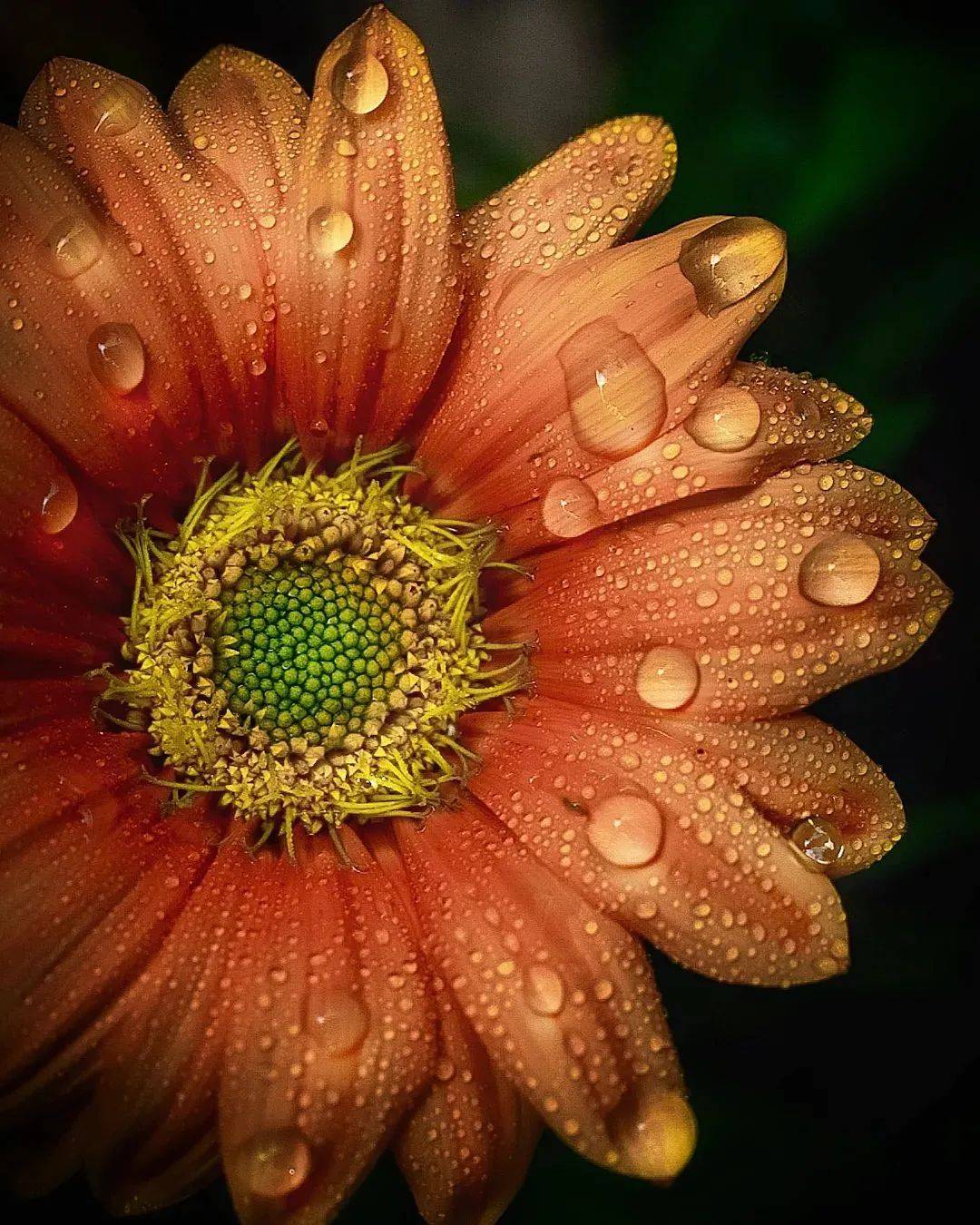 纤毫 毕现，美丽真相_Haick_丹尼尔·海克_Daniel