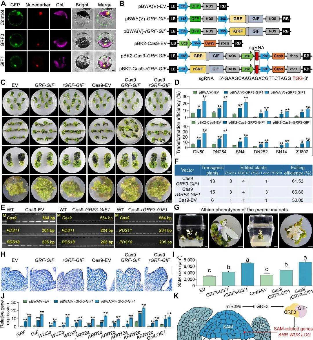 东北农业大学团队利用GRF3-GIF1嵌合蛋白构建高效大豆转化体系_再生_基因_研究