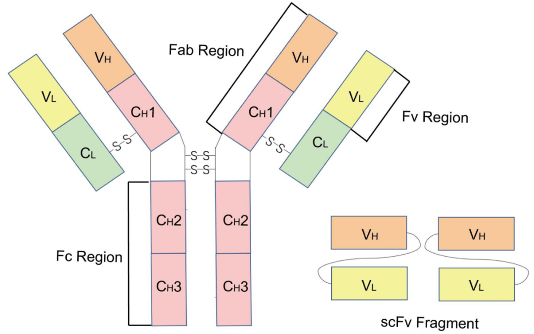 治疗性抗体与PD-1或PD-L1复合物的结构表征进展_Fab_scFvs_mAb