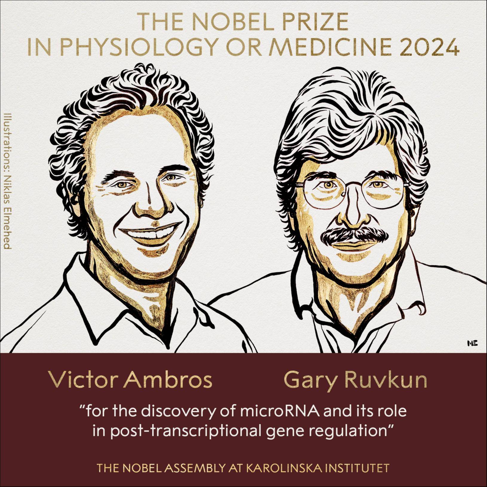 两位美国科学家获得2024年诺贝尔生理学或医学奖，microRNA技术能否推动现代生物学更进一步？｜钛媒体深度_细胞_调控_研究