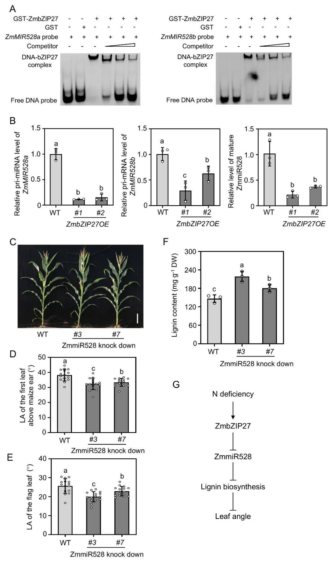 中国农科院作科所揭示ZmbZIP27调控氮素介导的玉米叶夹角_基因_研究_部位