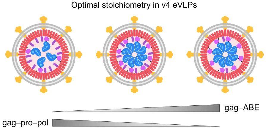 非病毒新型递送：深度剖析类病毒载体（VLP）工艺，助力基因药物开发_系统_团队_蛋白