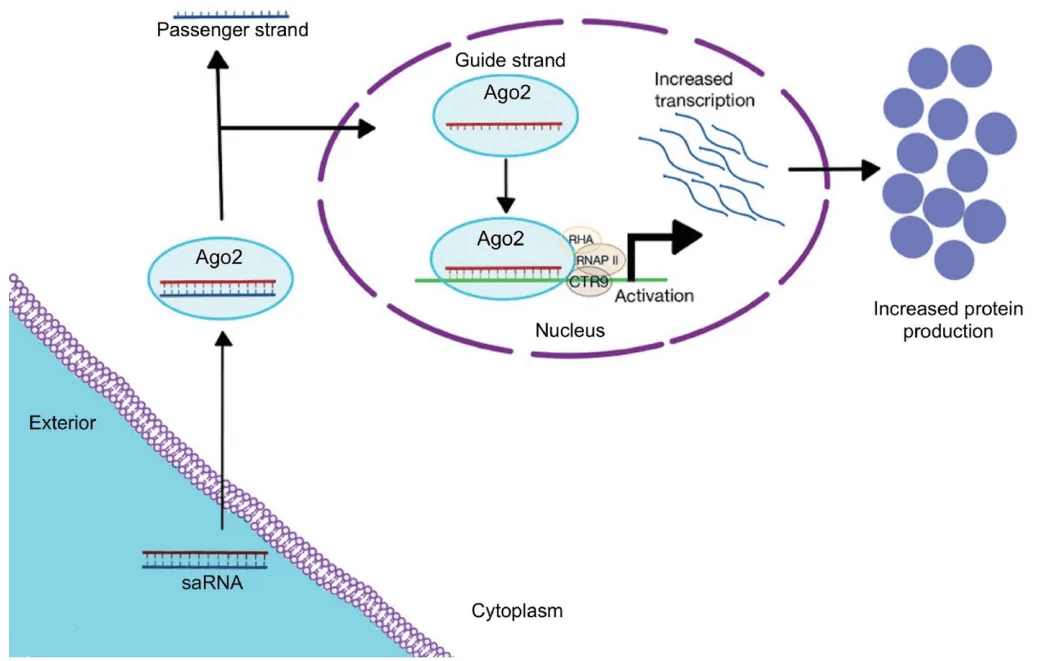 RNA治疗学：最新进展和未来潜力_药物_miRNA_siRNAs