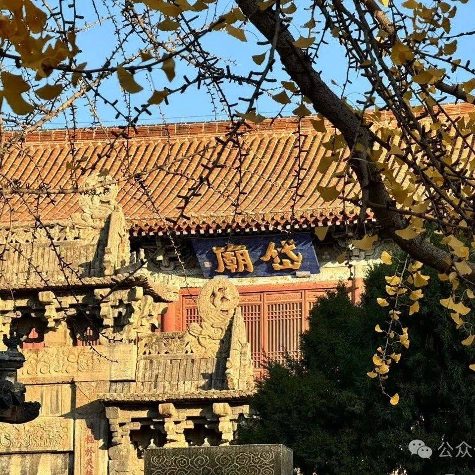 泰山赏叶动态20241105_释大悲_景区_张捷