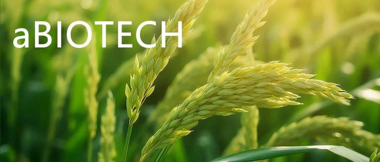 aBIOTECH | 华南农业大学王孝林课题组综述乙烯信号传导与植物胁迫响应在植物-微生物组全息生物体系中的调控机制