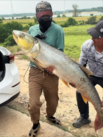 体长2米重达上百斤！长江鱤鱼称霸一方，对生态平衡是好是坏？_数量_变化_米多