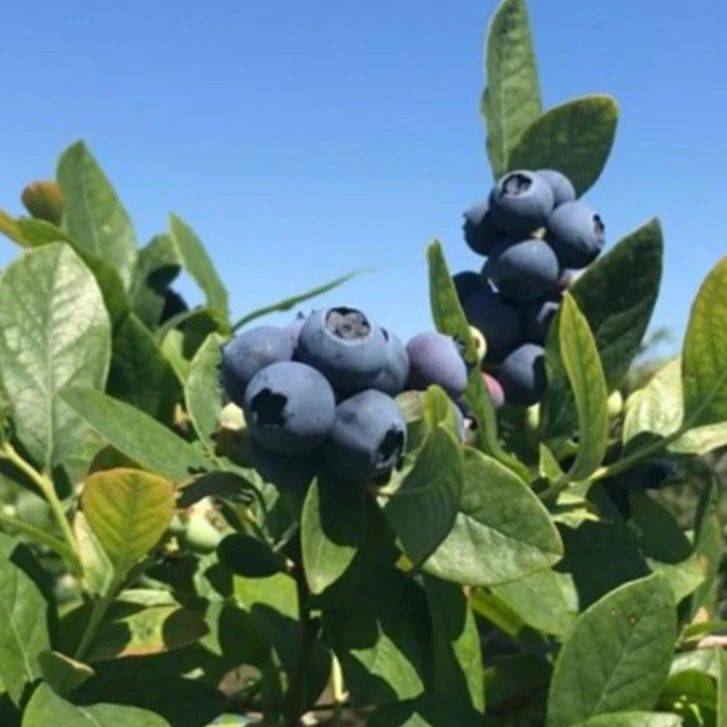 Argentine blueberry industry works on consolidating its niche_the_Pazos ...