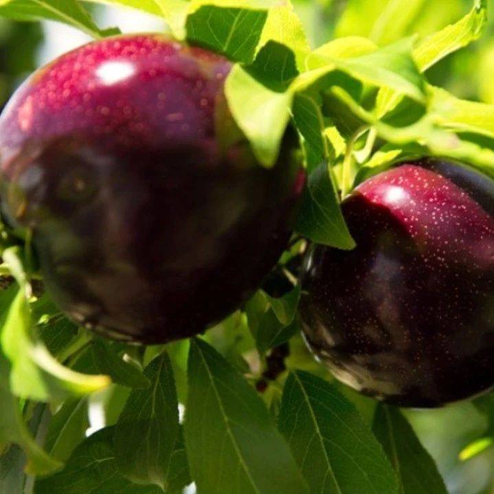 Sales of Queen Garnet plums in Australia start_the_is_and