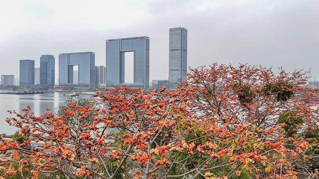 The "heroic flowers" in Guangzhou are in full bloom_the_kapok_red