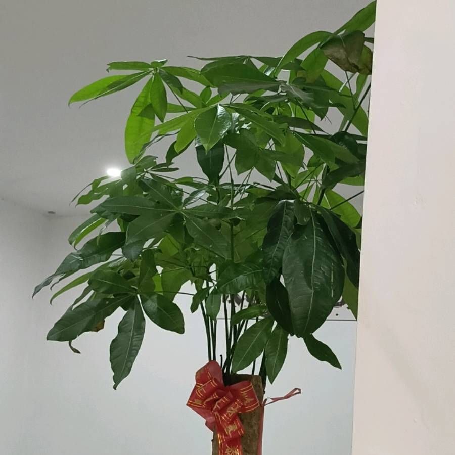 44岁TVB女星可能选择和前未婚夫复合，很多网友都非常反对复合_李施_崇健_情感