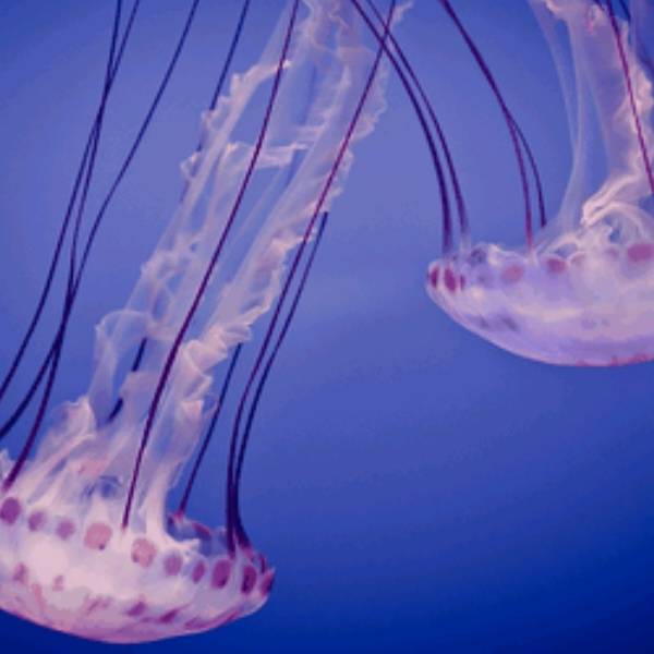 DeepSeek R1等大模型在AI自习室中的应用效果_系统_初高中_运营