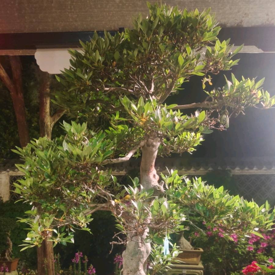 1 月 7 日启航！《飞飞重逢》S39 桃红柳绿新区攻略 怀旧回归必看 轻松领跑_飞行_主线_核心