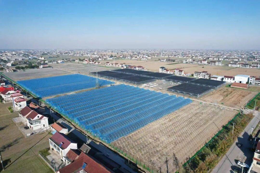 610万投资，193亩沃野！富民，强村，丁堰这么做——_农业_新堰_大棚