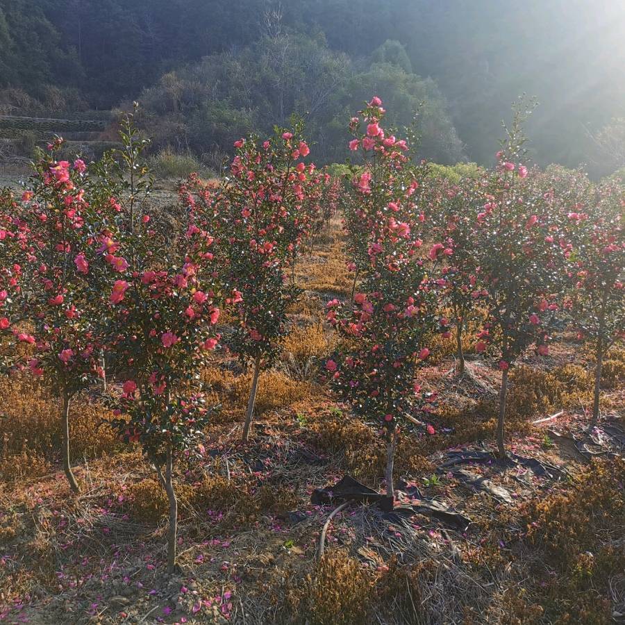 连接AI与真实世界！NVIDIA在CES 2026重磅推出Vera Rubin计算平台_NVLink_推理_物理