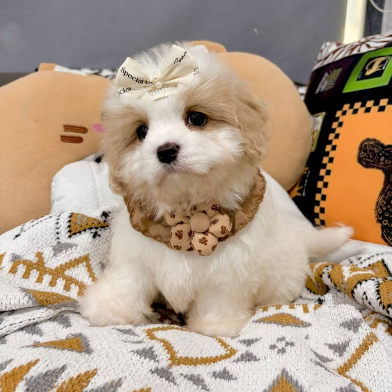 杭州上城区！还有这样一家宠物基地可以逛！_毛孩_宫之宠_杭派