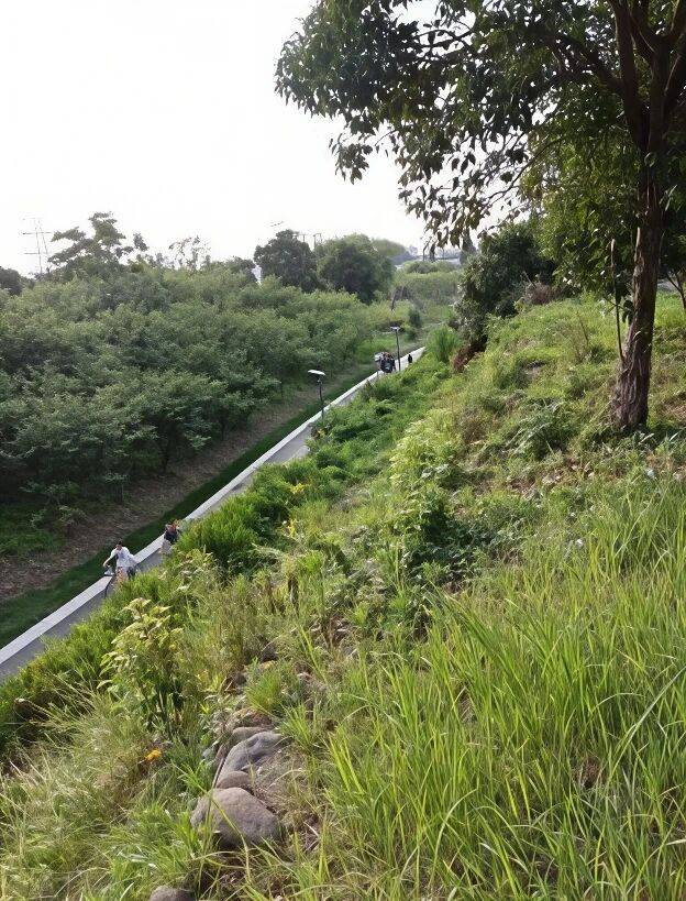 碧云就是大公园：浦东唯二的山水公园碧云湾_张家浜_足球场_德威大